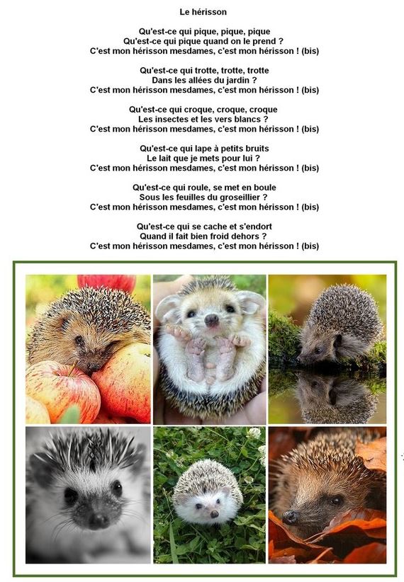 Fiche sur le hérisson